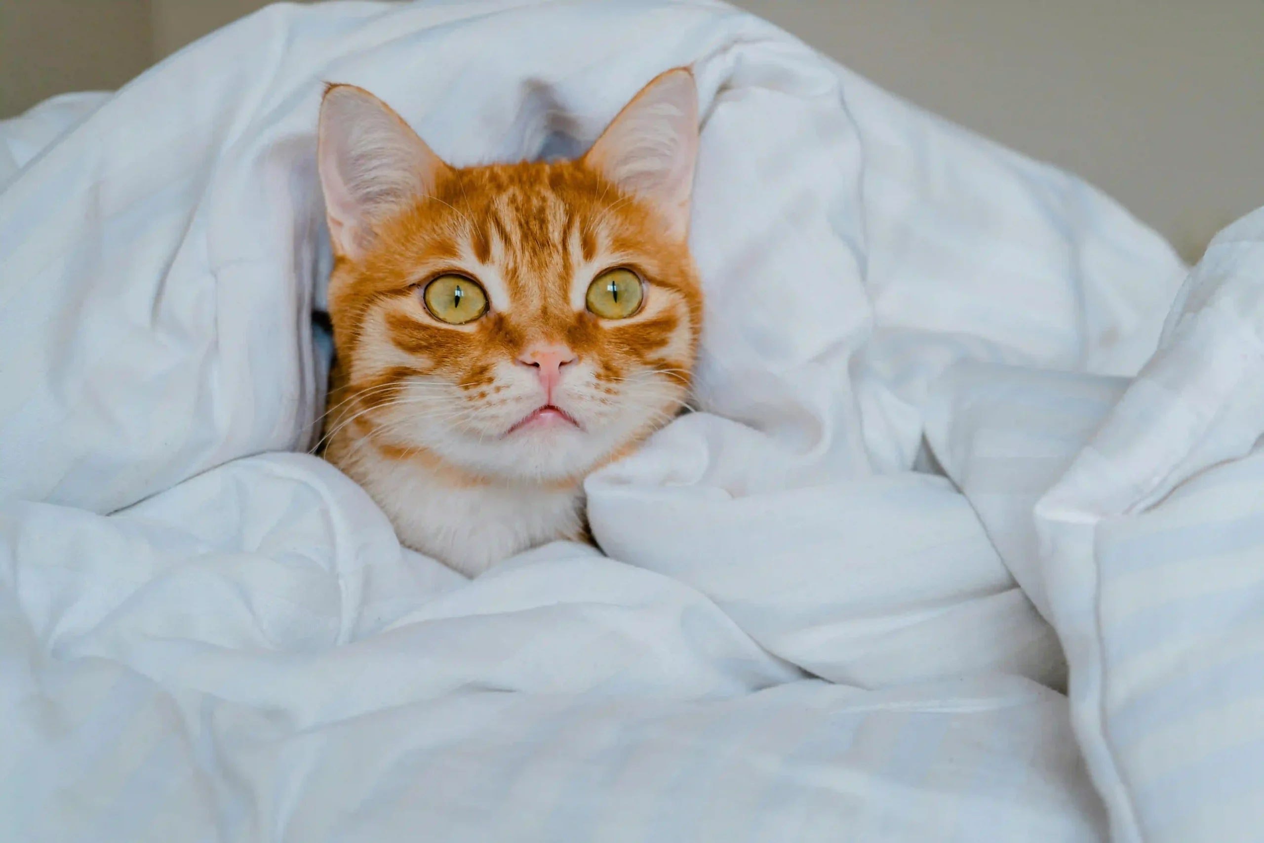 Berikut Beberapa Kebutuhan Dasar Kucing - Paw Power