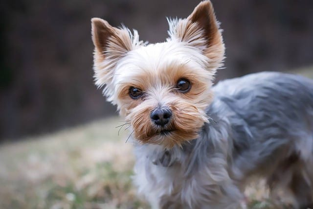 10 Jenis Anjing Peliharaan Terpopuler dan Sifatnya - Paw Power