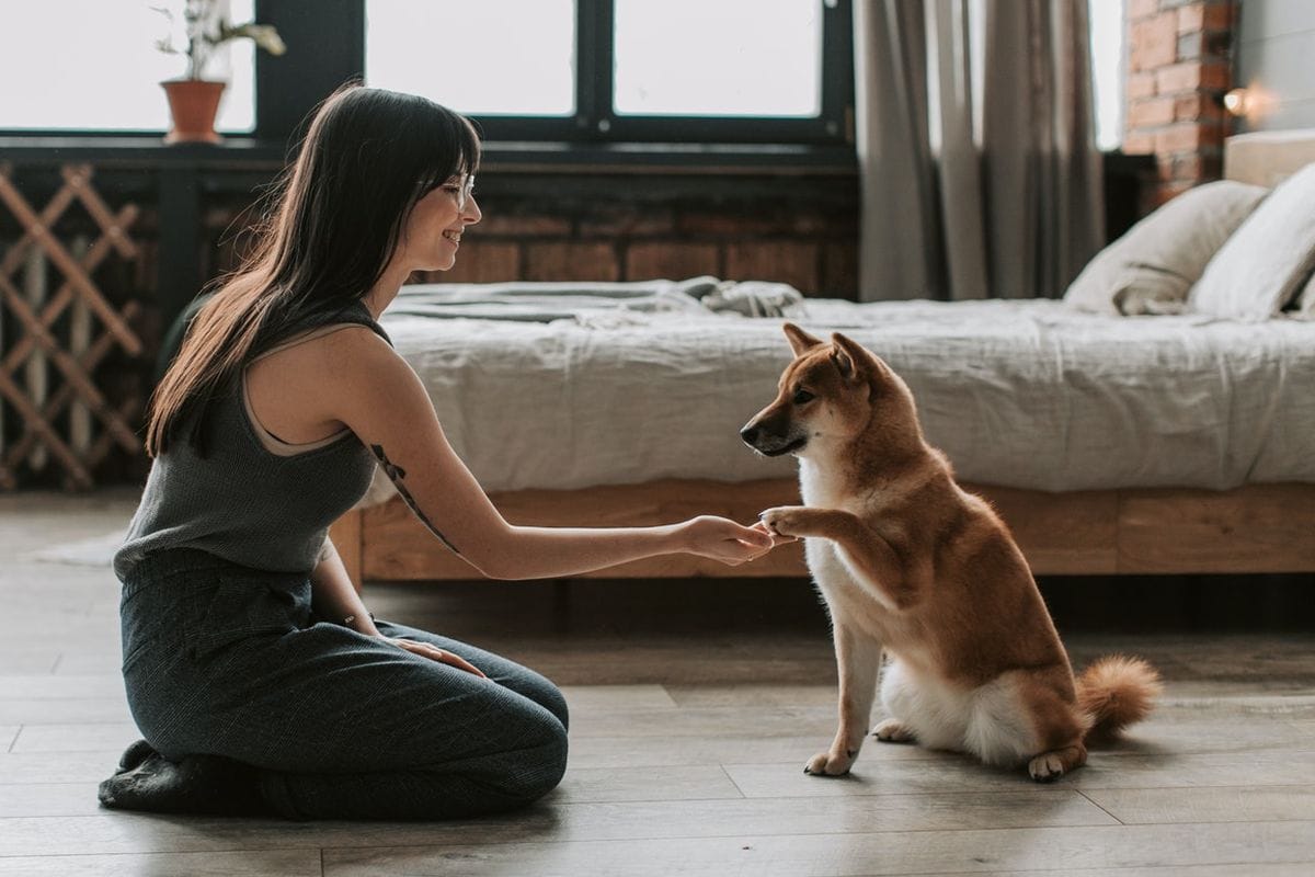 Panduan Lengkap Merawat Anjing Peliharaan untuk Pemula - Paw Power