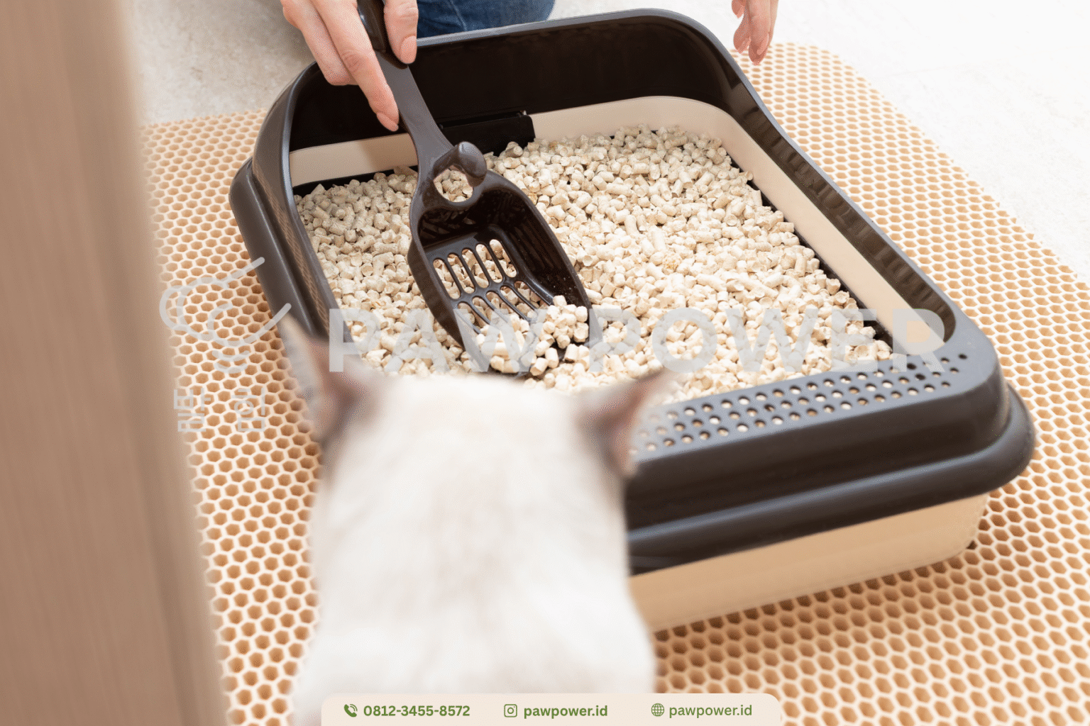 Rekomendasi Pasir Kucing Tofu Paling Laris, Wajib Dicoba - Paw Power